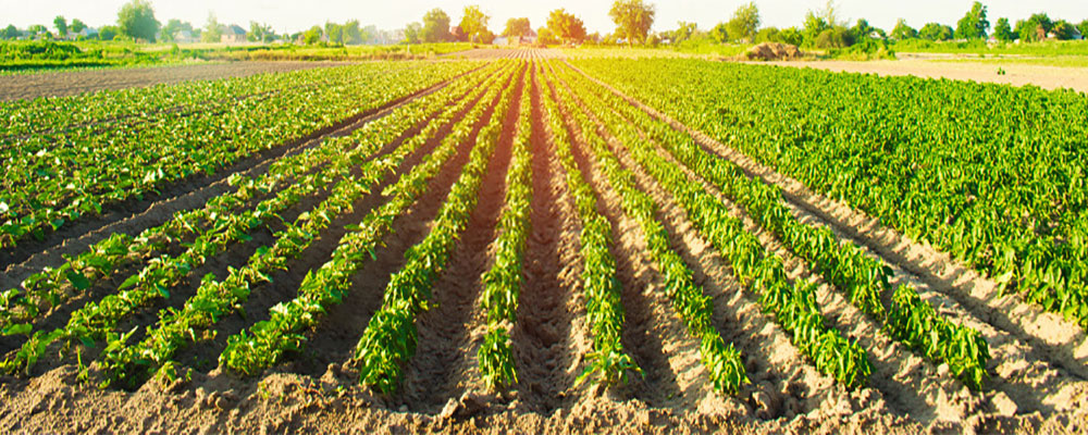 ᐈ Import the Best Premium Bell Peppers from Spain | Mayorazgo Export